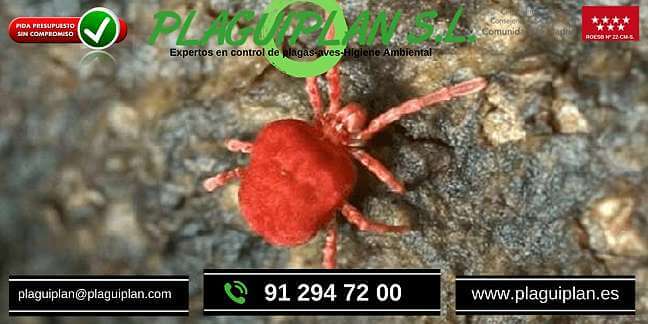 Que es un ácaro rojo y como se combate - Plaguiplan