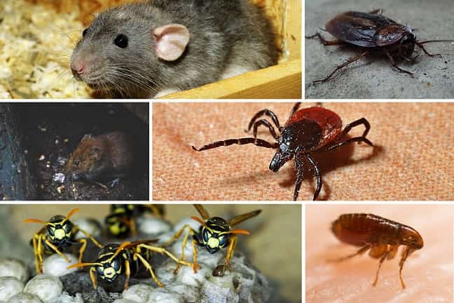 Plagas en Madrid que deben evitarse este otoño - Plaguiplan