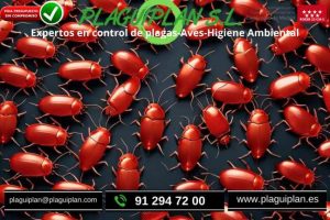 Cómo Hacer Frente a un Problema de Plagas - Plaguiplan