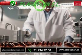 ¿Cuándo se Considera Plaga de Cucarachas? - Plaguiplan